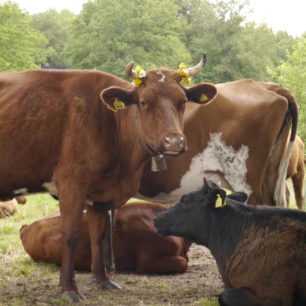 BROWN COWS on Pinterest | Calves, Baby Cows and Jersey Cows